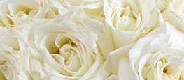 Wholesale Flowers - Bulk Flowers Online | Blooms By The Box