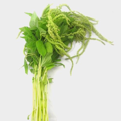 Plumosus Fern Greenery - Wholesale - Blooms By The Box