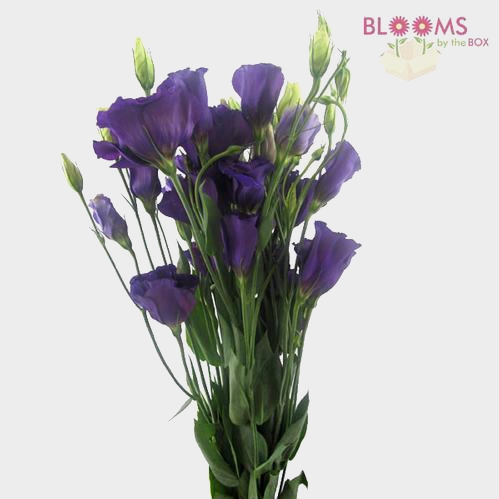 Purple Lisianthus Flowers - Wholesale - Blooms By The Box