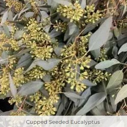 Seeded Eucalyptus - Wholesale - Blooms By The Box