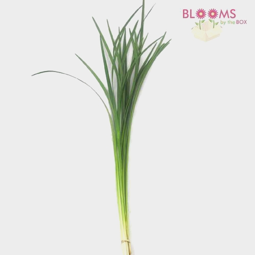 Lily Grass Green - Wholesale - Blooms By The Box