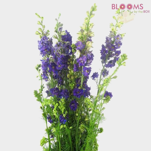 Purple Larkspur Flower - Wholesale - Blooms By The Box