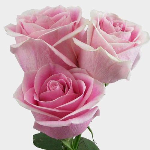 Rose Rosita Vendela Medium Pink 60cm - Wholesale - Blooms By The Box