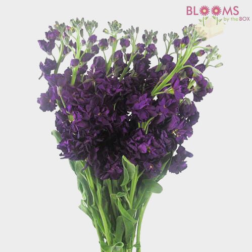 Moonshade Fancy Deep Purple Carnation Flowers - Wholesale - Blooms By ...