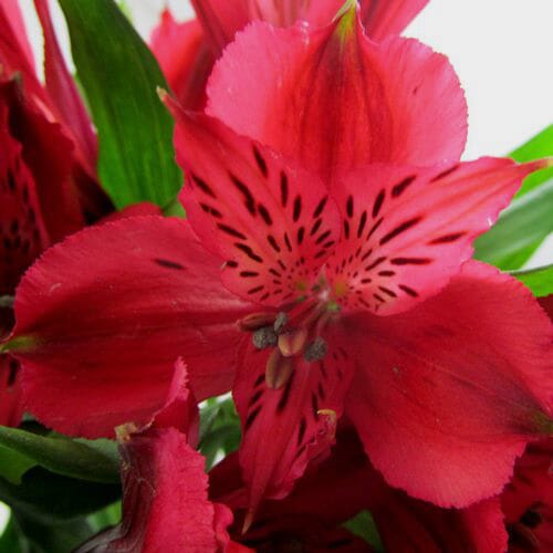 Red Alstroemeria Flowers - Wholesale - Blooms By The Box