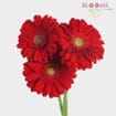 Gerbera Daisy Red - Wholesale - Blooms By The Box
