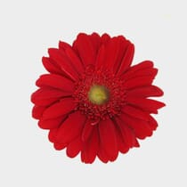 Mini Gerbera Daisy Red Flowers - Wholesale - Blooms By The Box