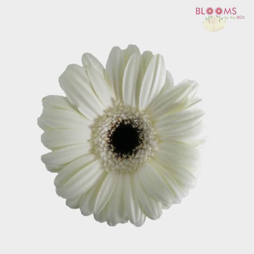 Gerbera Daisy White Flower - Wholesale - Blooms By The Box