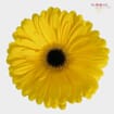 Gerbera Daisy Yellow - Wholesale - Blooms By The Box
