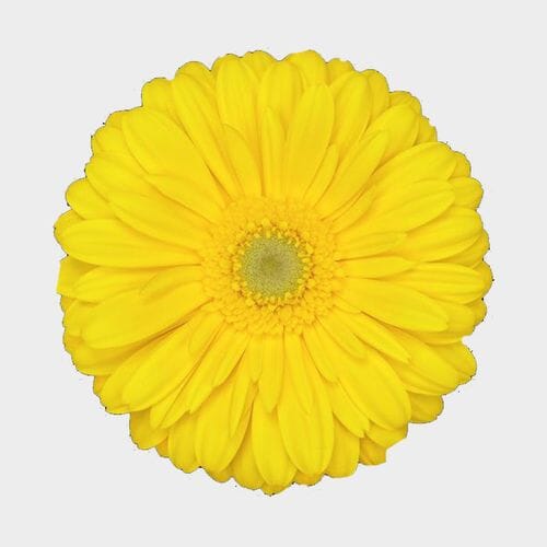 Gerbera Daisy White Flower - Wholesale - Blooms By The Box