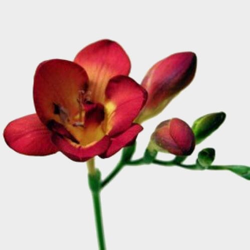 Huck Red - Wholesale - Blooms By The Box