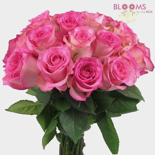 Rose Sweet Unique Soft Pink 40cm - Wholesale - Blooms By The Box