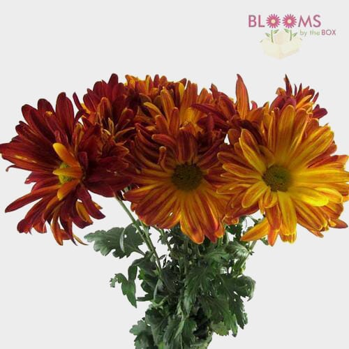 Amaranthus Hanging Bronze - Wholesale - Blooms By The Box