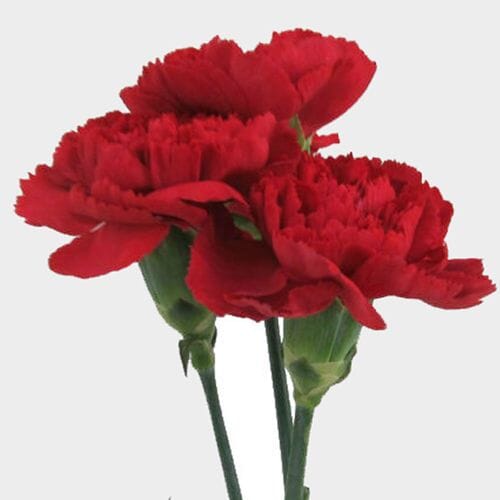 Red Fancy Carnation Flowers - Wholesale - Blooms By The Box