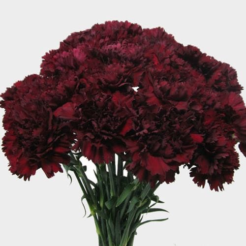 Burgundy Fancy Carnation Flower - Wholesale - Blooms By The Box