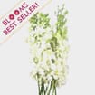 Dendrobium Orchid White Flowers - Wholesale - Blooms By The Box