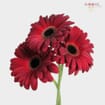 Gerbera Daisy Burgundy - Wholesale - Blooms By The Box