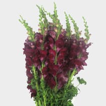 Snapdragon Burgundy Flowers - Wholesale - Blooms By The Box