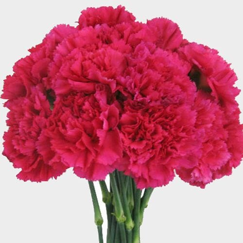 Hot Pink Carnation Flowers - Fancy - Wholesale - Blooms By The Box