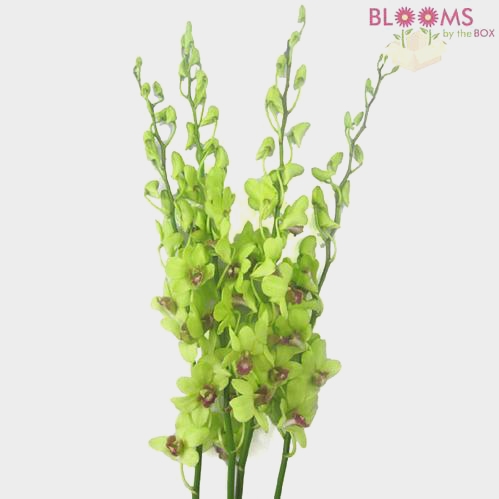 Dendrobium Orchid Green - Wholesale - Blooms By The Box