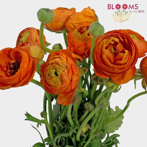 Orange Ranunculus Flower - Wholesale - Blooms By The Box