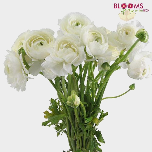 Ranunculus White Flower - Wholesale - Blooms By The Box