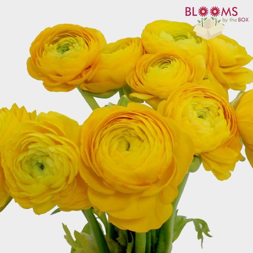Yellow Ranunculus Flower - Wholesale - Blooms By The Box