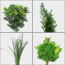 Simple Greens Bulk Pack - Wholesale - Blooms By The Box