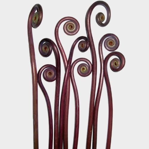 Brown Flowers - Wholesale Bulk Flowers - Blooms By The Box