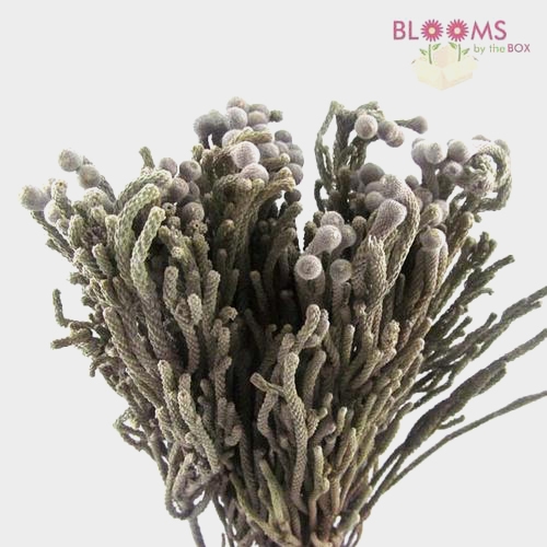 Brunia Silver Flower - Wholesale - Blooms By The Box