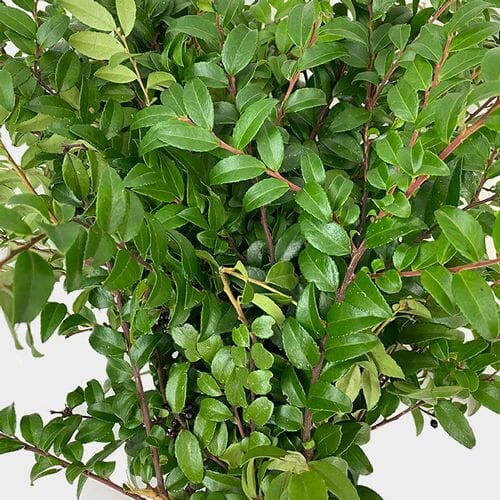 Huck Greens - Wholesale - Blooms By The Box