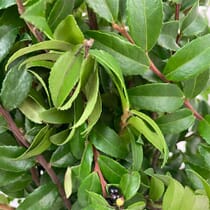 Huck Greens - Wholesale - Blooms By The Box