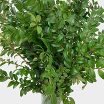 Huck Greens - Wholesale - Blooms By The Box