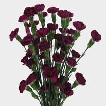 Purple Mini Carnation Flowers - Wholesale - Blooms By The Box