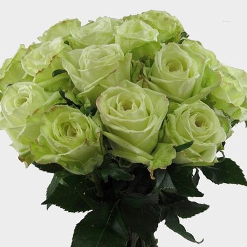 Rose Green Tea 50 Cm. - Wholesale - Blooms By The Box