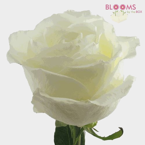Rose Tibet White 50cm - Wholesale - Blooms By The Box