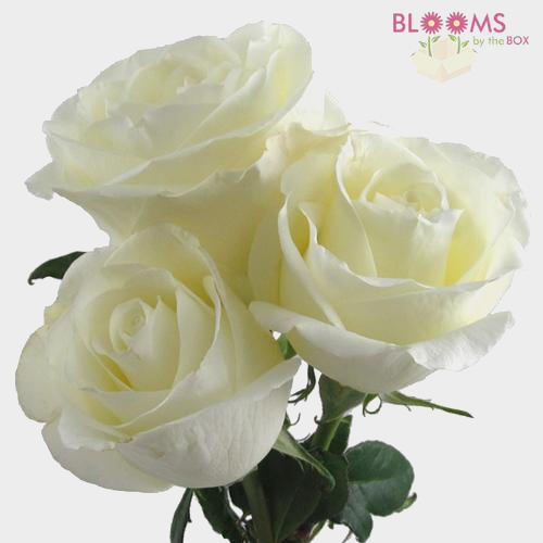 Rose Tibet White 50cm - Wholesale - Blooms By The Box
