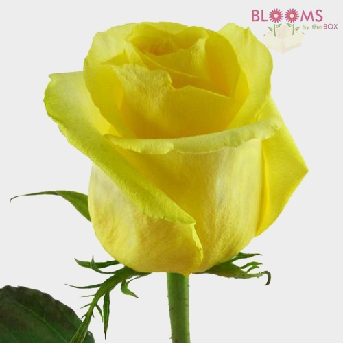 Rose Tara Yellow 50cm - Wholesale - Blooms By The Box