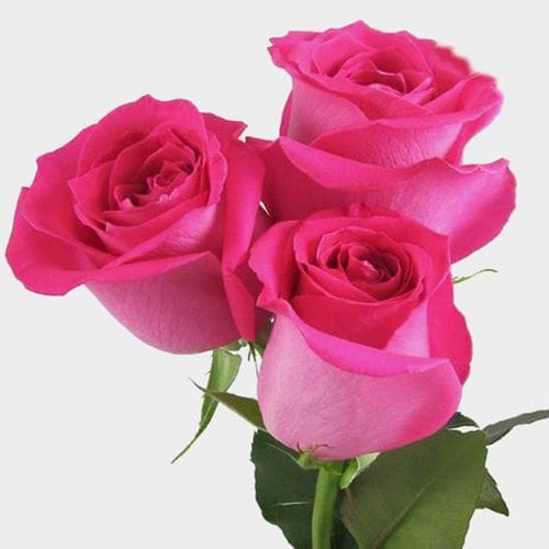 Rose Topaz Hot Pink 50 Cm. - Wholesale - Blooms By The Box