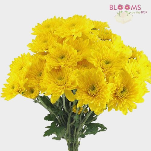 DIY Thanksgiving Flower Pack - Wholesale - Blooms By The Box