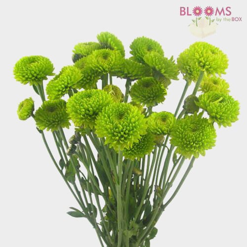 DIY Thanksgiving Flower Pack - Wholesale - Blooms By The Box