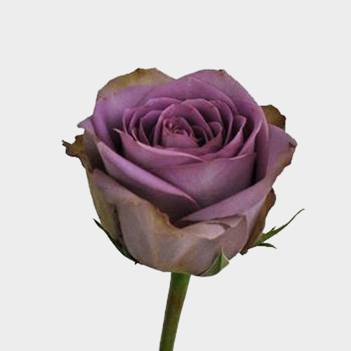 Rose Amnesia 40 cm. - Wholesale - Blooms By The Box