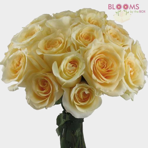 Rose Creme De La Creme 50 cm. - Wholesale - Blooms By The Box