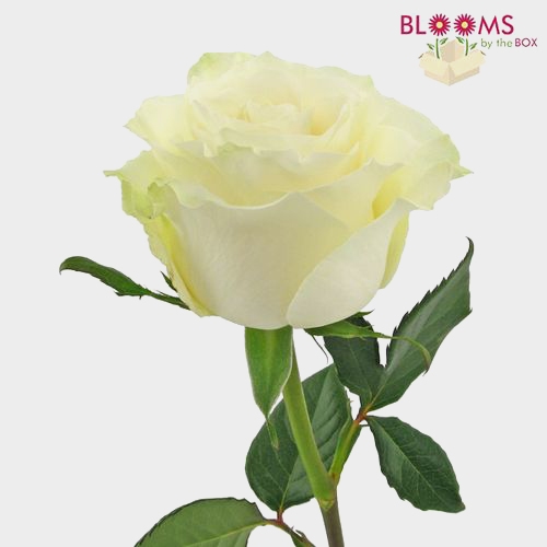 Rose Mondial 50 cm. - Wholesale - Blooms By The Box