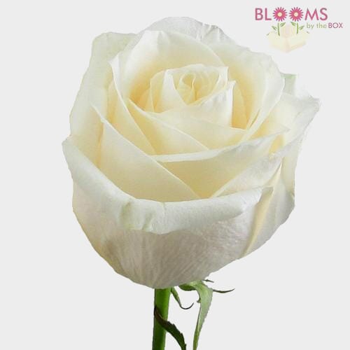 Rose Freedom 50 Cm. - Wholesale - Blooms By The Box