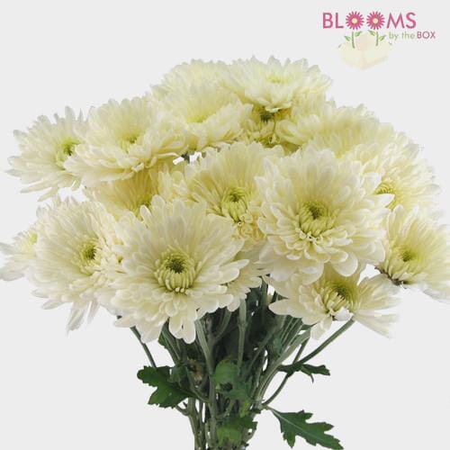 Patriotic DIY Flower Party Pack - Wholesale - Blooms By The Box