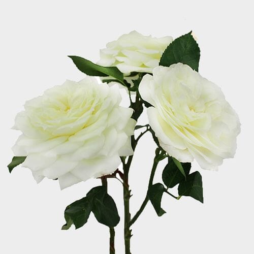 Garden Rose Alabaster White - Wholesale - Blooms By The Box
