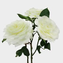 Garden Rose Alabaster White - Wholesale - Blooms By The Box