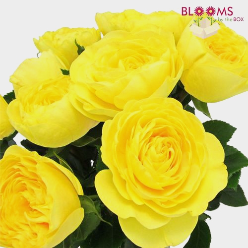 Garden Rose Lemon Pompom Yellow - Wholesale - Blooms By The Box