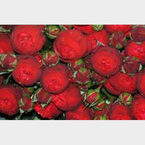 Garden Rose Piano Red - Wholesale - Blooms By The Box